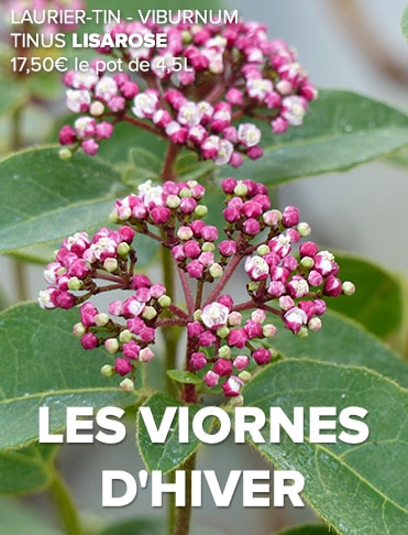 Vente d’arbustes pour votre jardin. Une sélection de formes, hauteurs ...