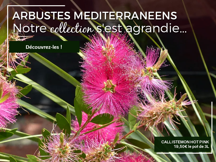 Promesse de fleurs, plantes pour le jardin : vivaces, arbustes ...
