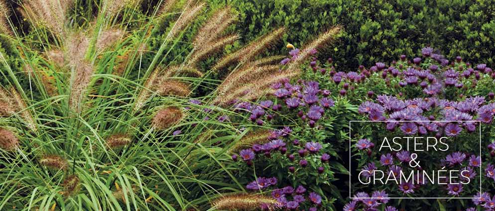 Promesse de fleurs, plantes pour le jardin : vivaces, arbustes ...