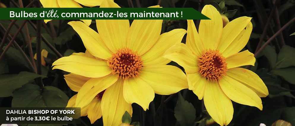 Promesse de fleurs, plantes pour le jardin : vivaces, arbustes ...