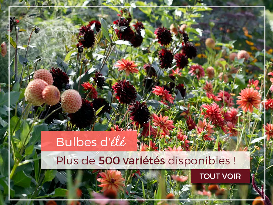 Promesse de fleurs, plantes pour le jardin : vivaces, arbustes ...