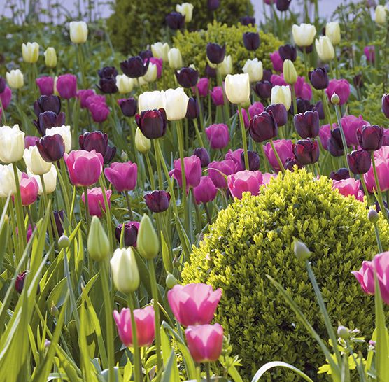 Bulbes de printemps - Plus de 1000 variétés à commander en ligne