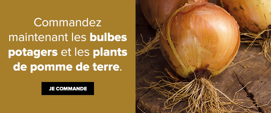 Promesse de fleurs, plantes pour le jardin : vivaces, arbustes ...