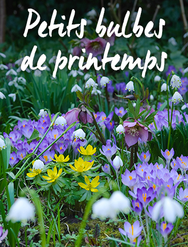 Achat de bulbe : fritillaire, allium, amaryllis et jacinthe