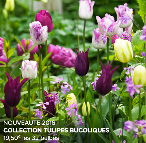 Achat de bulbe : fritillaire, allium, amaryllis et jacinthe