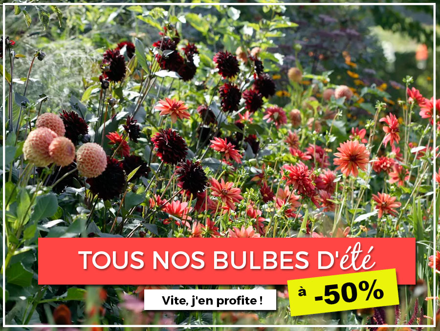 Promesse de fleurs, plantes pour le jardin : vivaces, arbustes ...