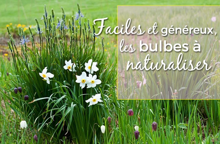 Bulbes de printemps - Plus de 1000 variétés à commander en ligne