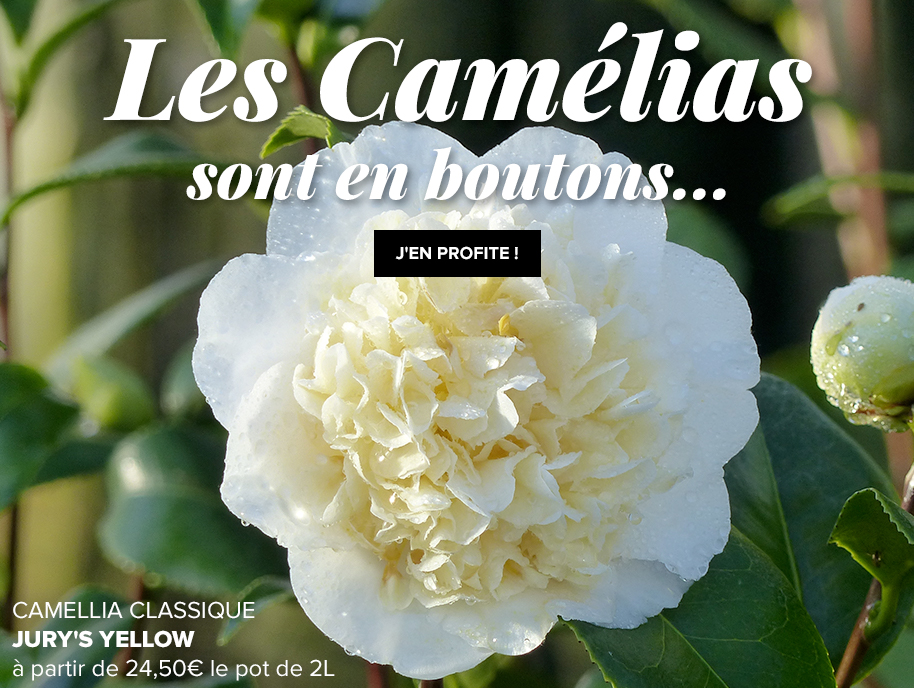 Promesse de fleurs, plantes pour le jardin : vivaces, arbustes ...