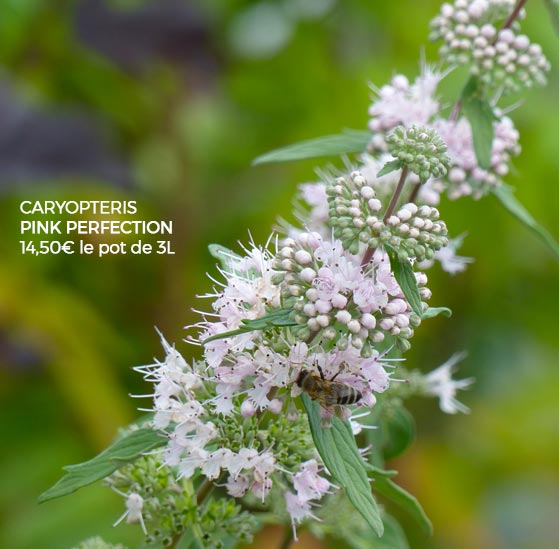 Vente d’arbustes pour votre jardin. Une sélection de formes, hauteurs ...