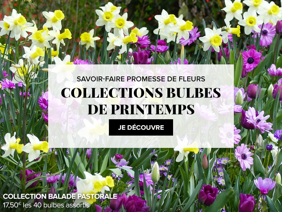 Promesse de fleurs, plantes pour le jardin : vivaces, arbustes ...