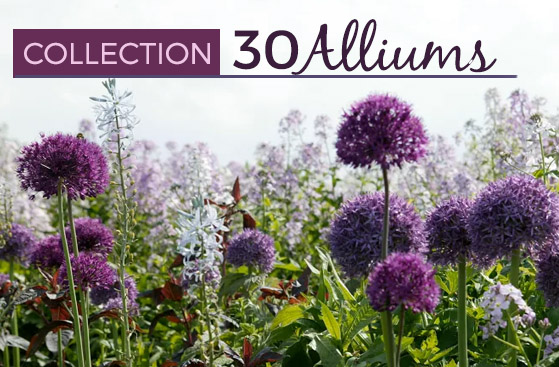 Bulbes de printemps - Plus de 1000 variétés à commander en ligne