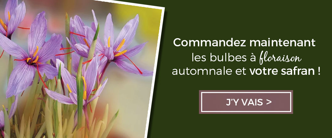 Promesse de fleurs, plantes pour le jardin : vivaces, arbustes ...