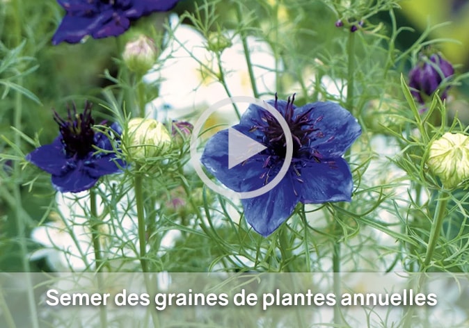 graines de fleurs, graines ornementales, semences florales