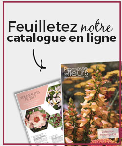 Promesse de fleurs, plantes pour le jardin : vivaces, arbustes ...