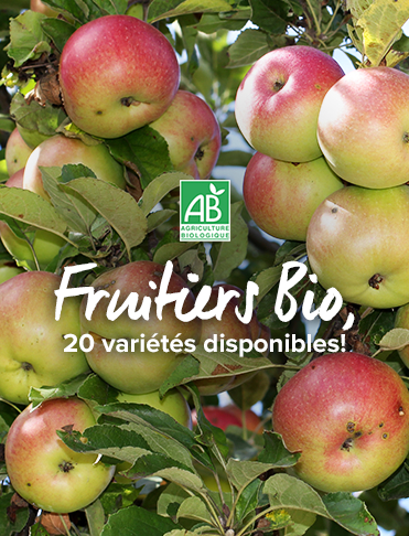 Fruitiers - Arbres formés en demi-tige ou palmette Verrier en âge de ...