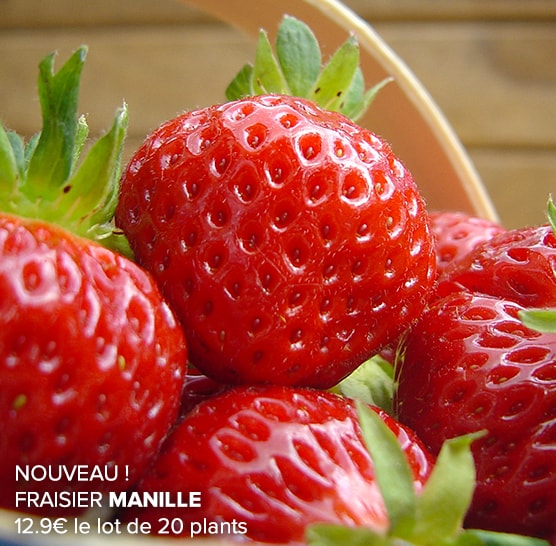 Fruitiers - Arbres formés en demi-tige ou palmette Verrier en âge de ...