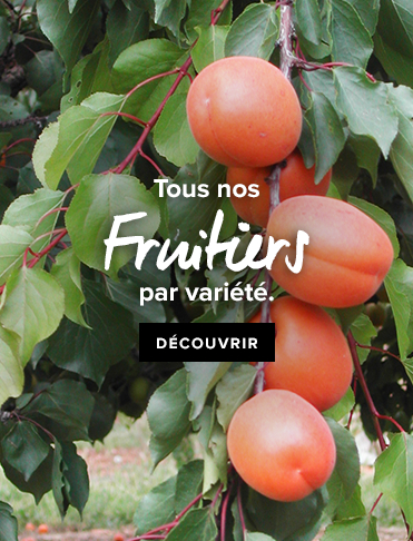 Fruitiers - Arbres formés en demi-tige ou palmette Verrier en âge de ...