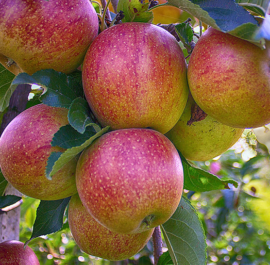 Fruitiers - Arbres formés en demi-tige ou palmette Verrier en âge de ...