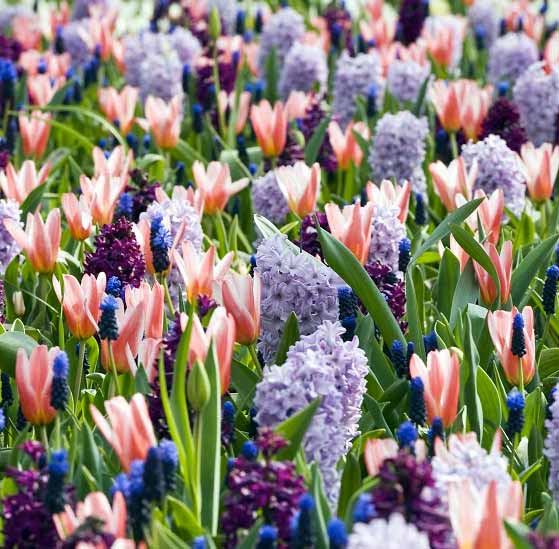 Bulbes de printemps - Plus de 1000 variétés à commander en ligne