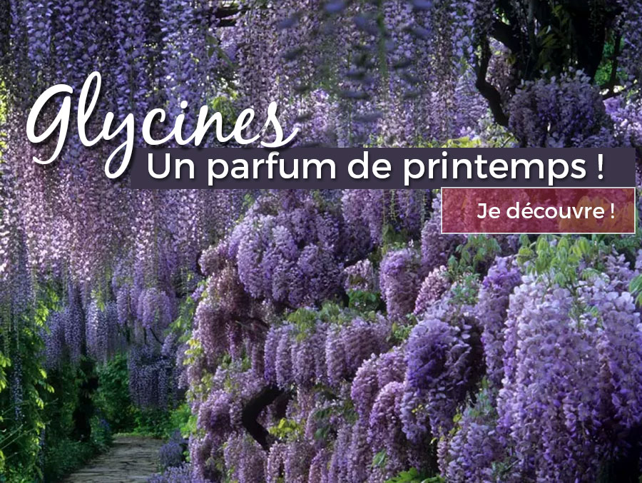Promesse de fleurs, plantes pour le jardin : vivaces, arbustes ...