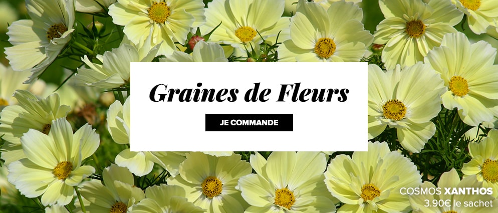 Promesse de fleurs, plantes pour le jardin : vivaces, arbustes ...
