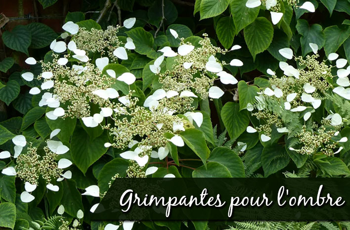Plante grimpante : clématite et rosier grimpant pour votre jardin