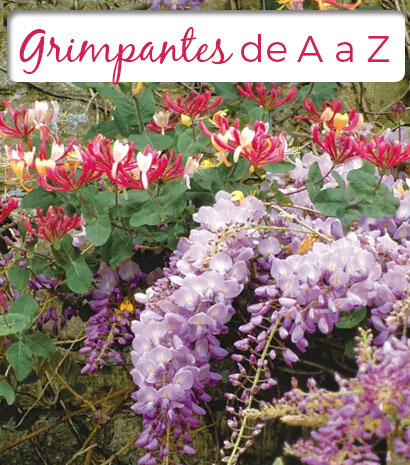 Plante grimpante : clématite et rosier grimpant pour votre jardin