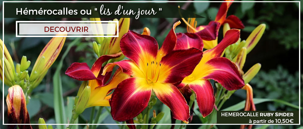 Promesse de fleurs, plantes pour le jardin : vivaces, arbustes ...