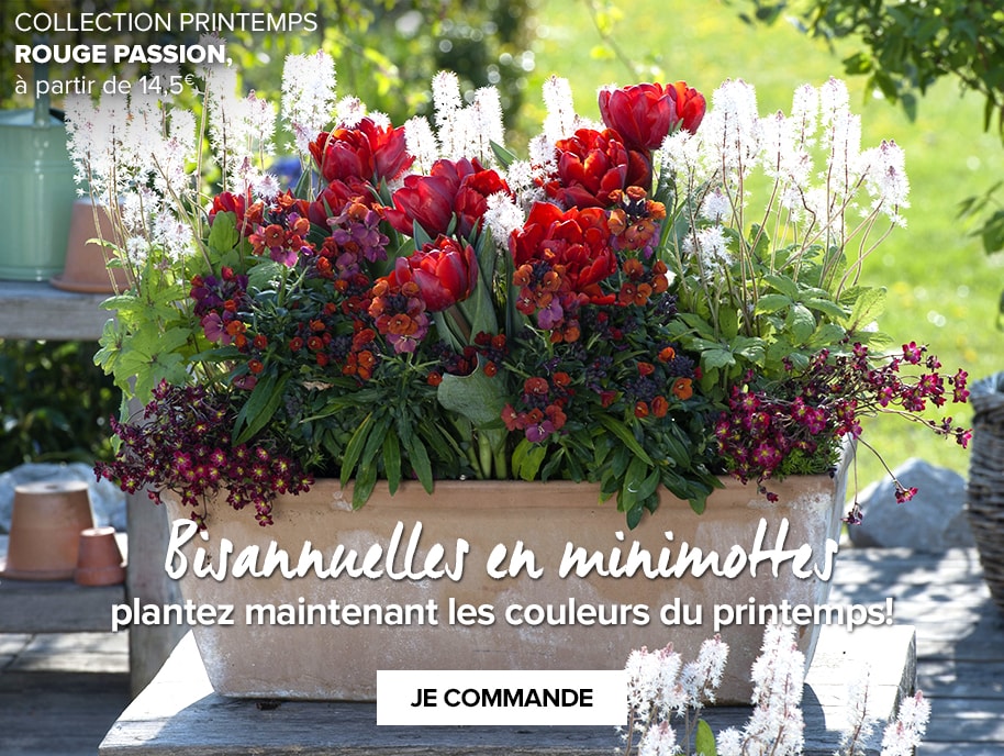 Promesse de fleurs, plantes pour le jardin : vivaces, arbustes ...