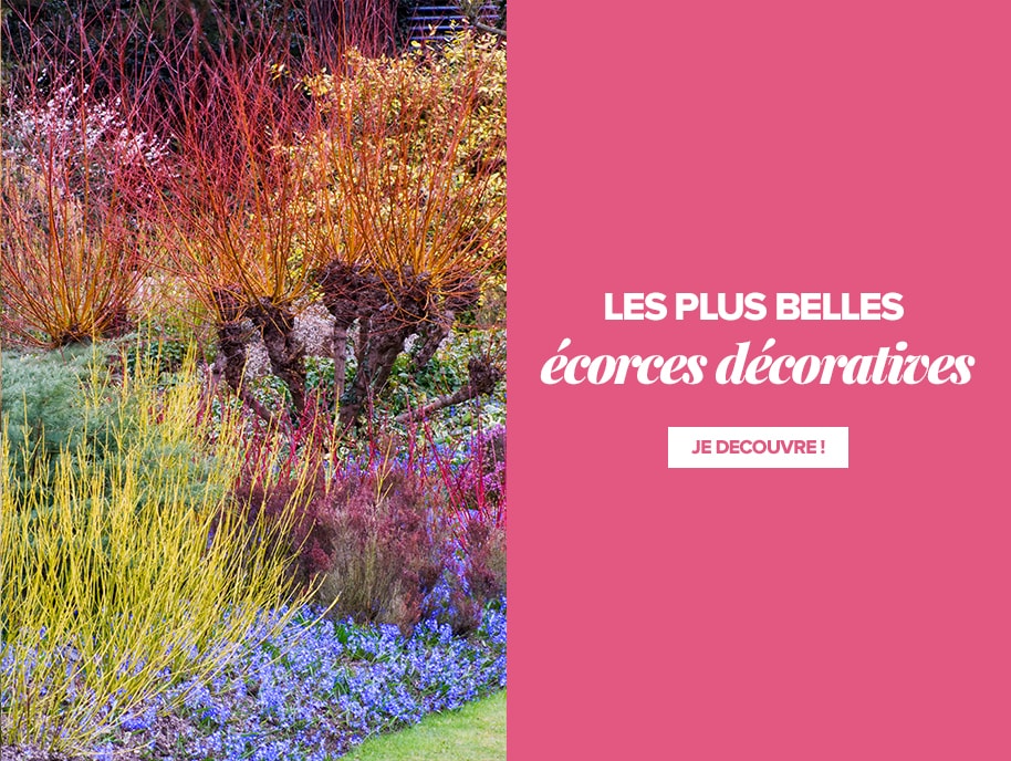 Promesse de fleurs, plantes pour le jardin : vivaces, arbustes ...