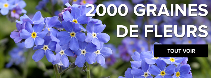 Promesse de fleurs, plantes pour le jardin : vivaces, arbustes ...