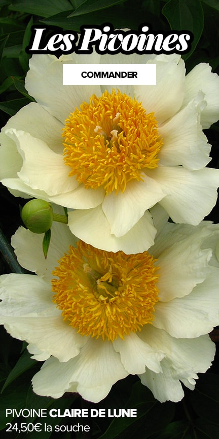 Promesse de fleurs, plantes pour le jardin : vivaces, arbustes ...