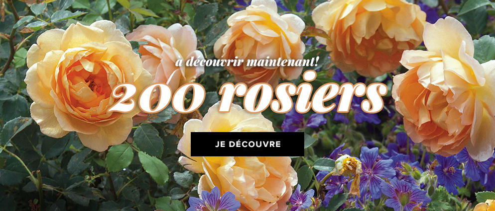Promesse de fleurs, plantes pour le jardin : vivaces, arbustes ...