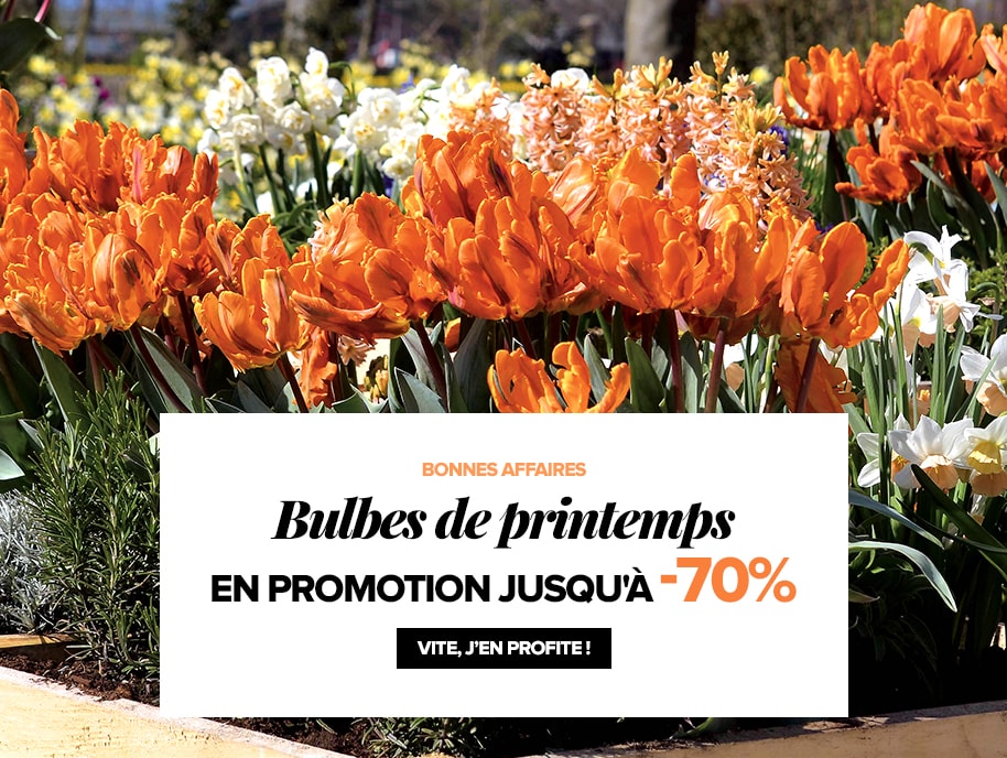 Promesse de fleurs, plantes pour le jardin : vivaces, arbustes ...