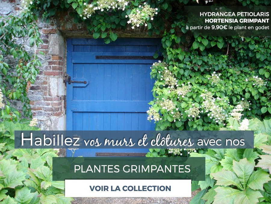 Promesse de fleurs, plantes pour le jardin : vivaces, arbustes ...