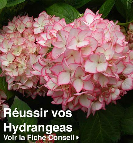 Découvrez nos 150 variétés d'hortensias (hydrangeas) grimpants comme le ...