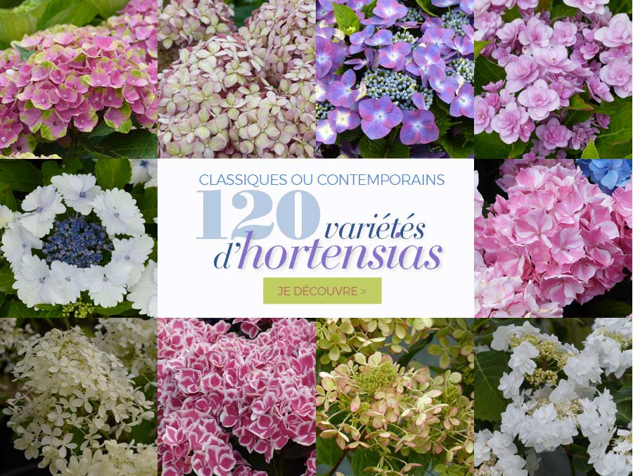 Promesse de fleurs, plantes pour le jardin : vivaces, arbustes ...