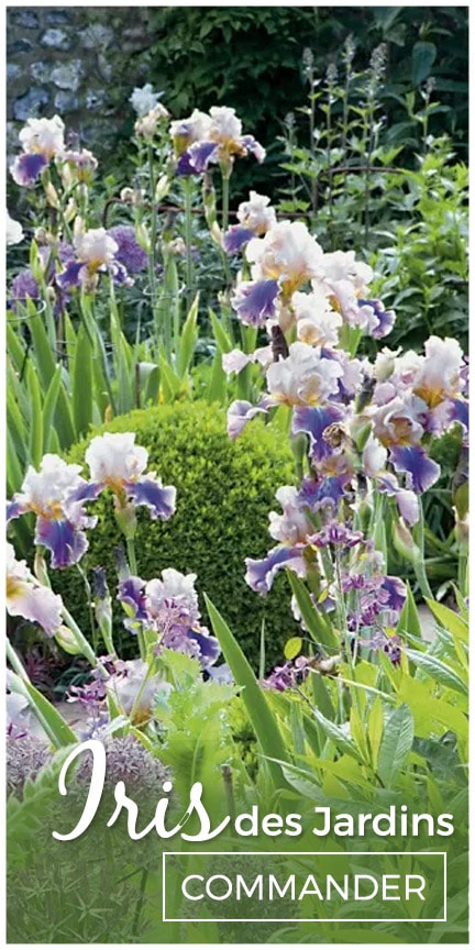 Promesse de fleurs, plantes pour le jardin : vivaces, arbustes ...