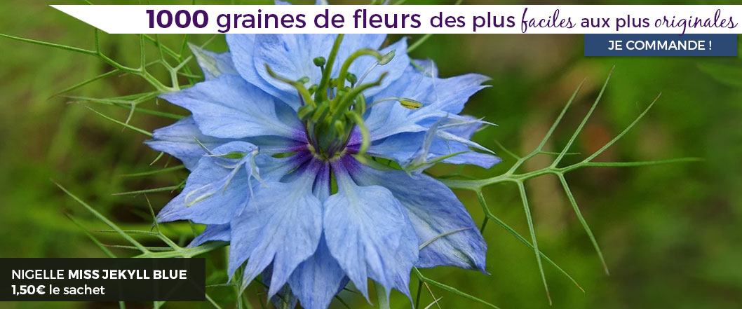 Promesse de fleurs, plantes pour le jardin : vivaces, arbustes ...