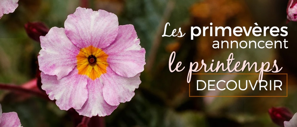 Promesse de fleurs, plantes pour le jardin : vivaces, arbustes ...