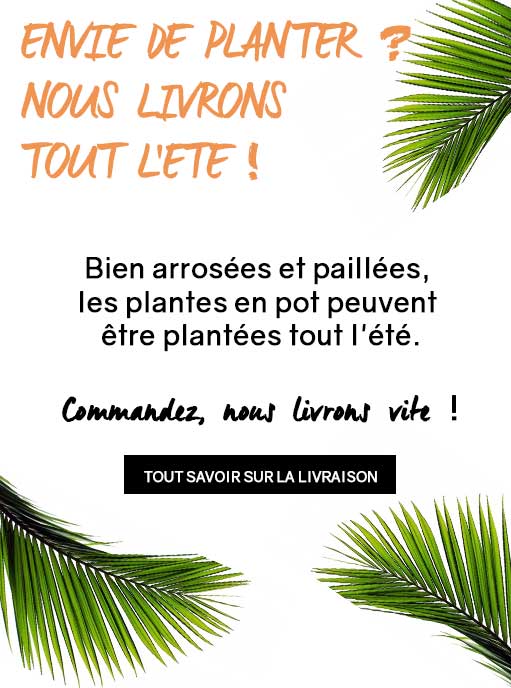 Promesse de fleurs, plantes pour le jardin : vivaces, arbustes ...