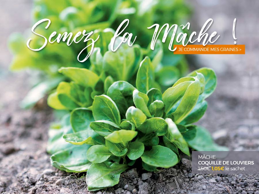 Promesse de fleurs, plantes pour le jardin : vivaces, arbustes ...