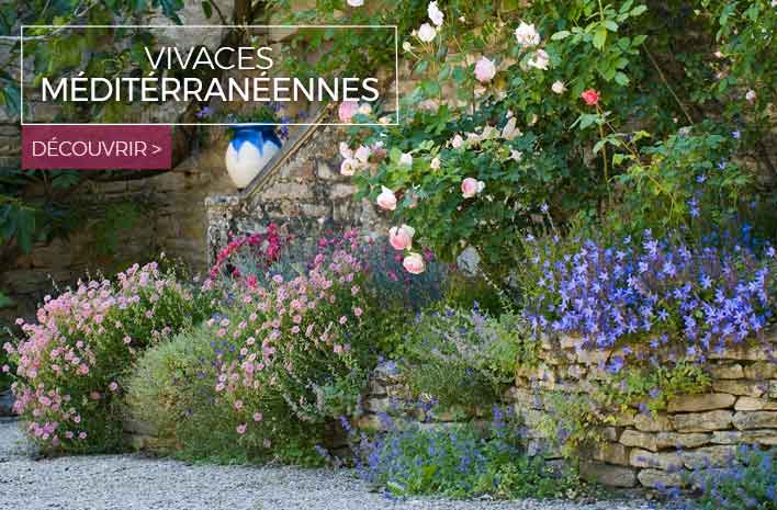 Plantes vivaces pour le jardin. Vivaces couvre-sol, vivaces d'ombre et ...