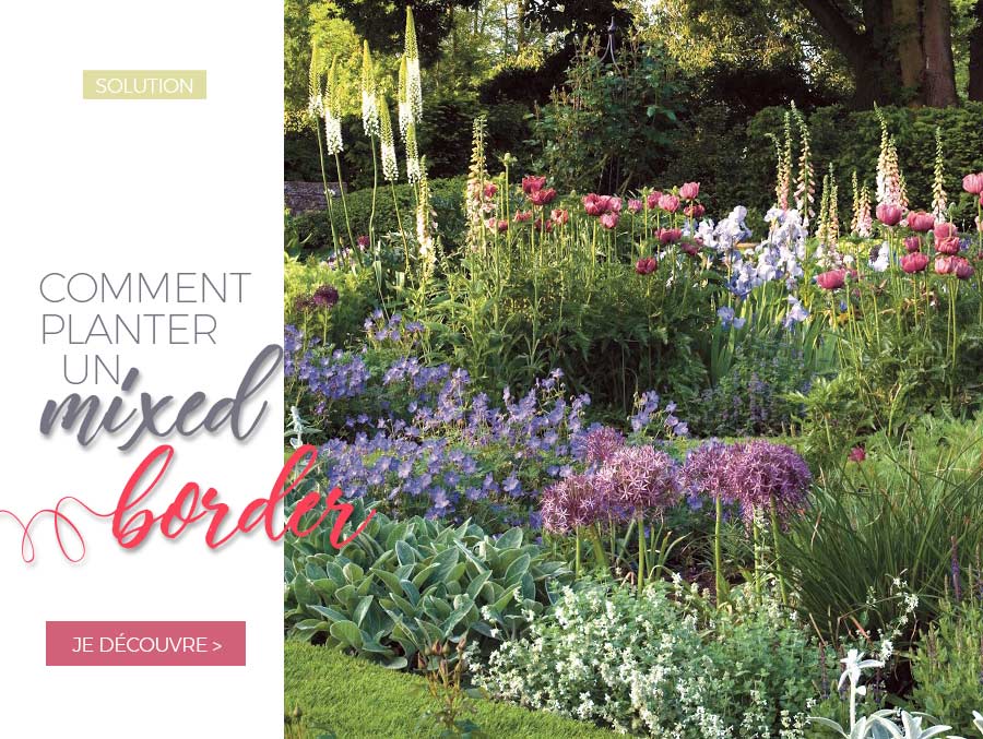 Promesse de fleurs, plantes pour le jardin : vivaces, arbustes ...