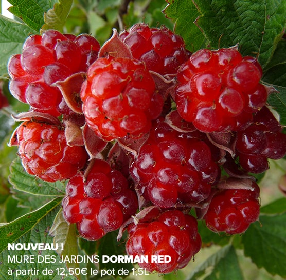 Fruitiers - Arbres formés en demi-tige ou palmette Verrier en âge de ...
