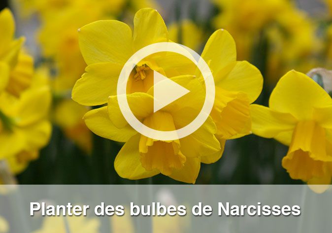 100 variétés de bulbes de Narcisses et jonquilles pour votre jardin