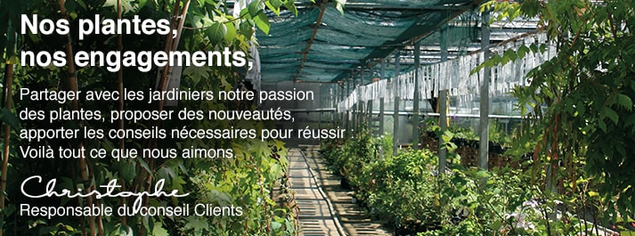 Promesse de fleurs, plantes pour le jardin : vivaces, arbustes ...