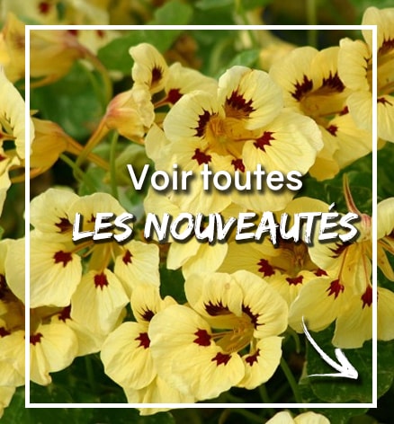 graines de fleurs, graines ornementales, semences florales