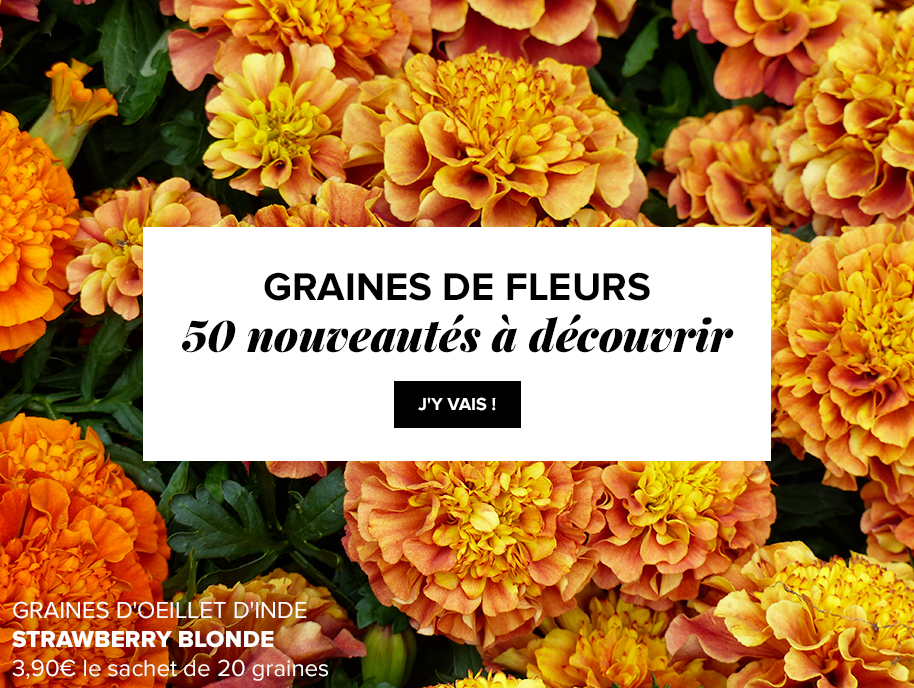 Promesse de fleurs, plantes pour le jardin : vivaces, arbustes ...