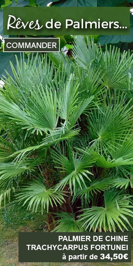 Promesse de fleurs, plantes pour le jardin : vivaces, arbustes ...